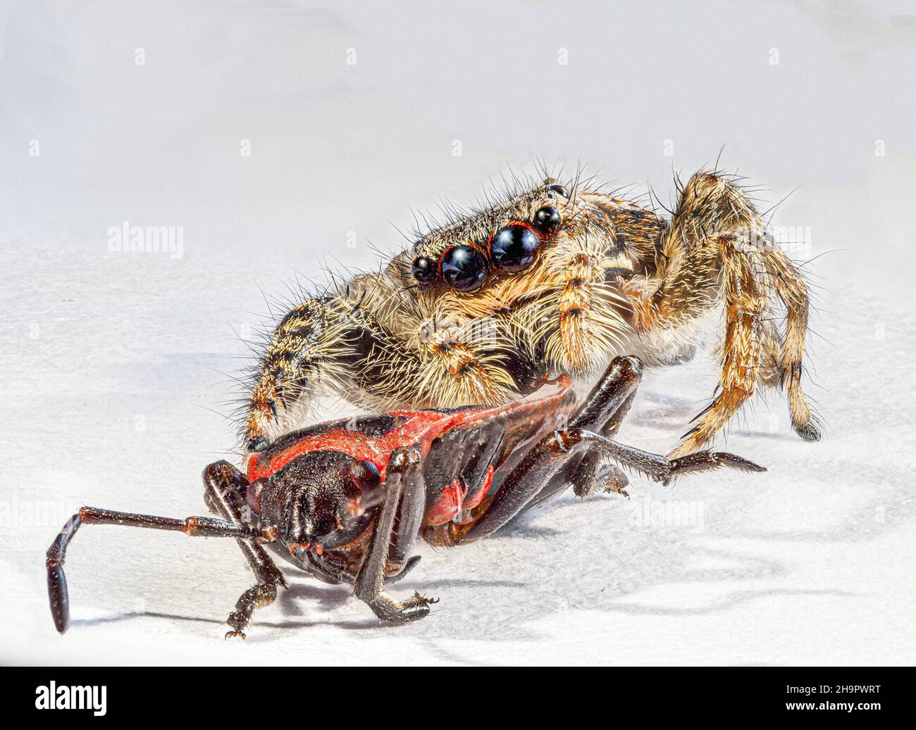 Fire bug (Pyrrhocoridae) as prey of a tan jumping spider (Platycryptus ...