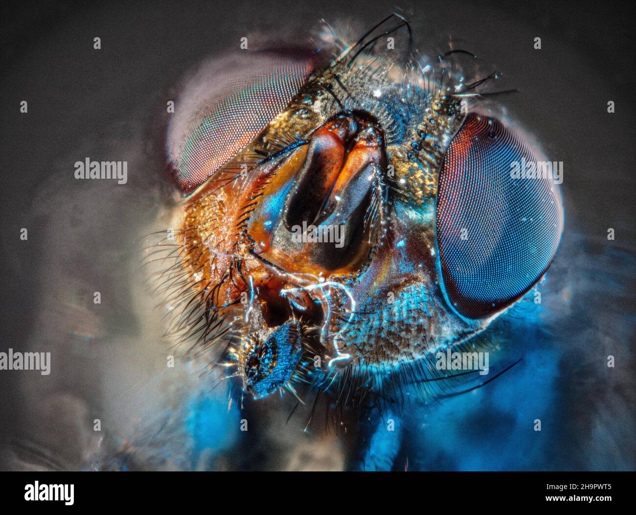 House fly (Musca domestica), head, blue light, macro close-up, dark ...