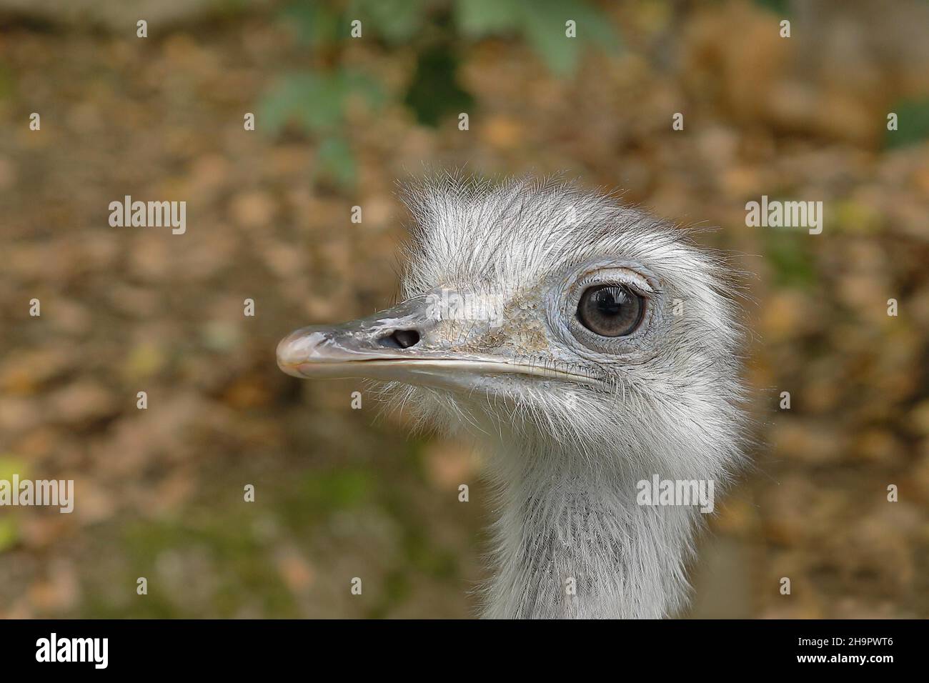 Greater rhea (Rhea americana), young bird, animal portrait, captive ...