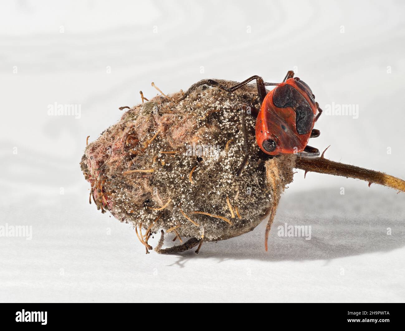 Fire bug (Pyrrhocoridae) on withered rose blossom, macro photo, light ...