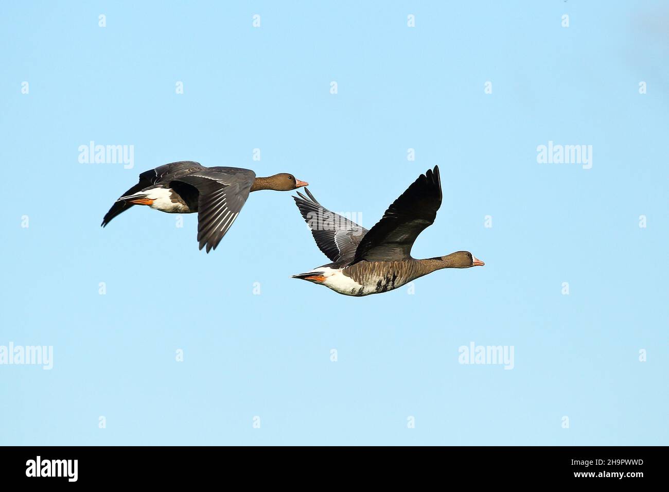 Greater white-fronted geese (Anser albifrons), in flight, Lower Rhine ...