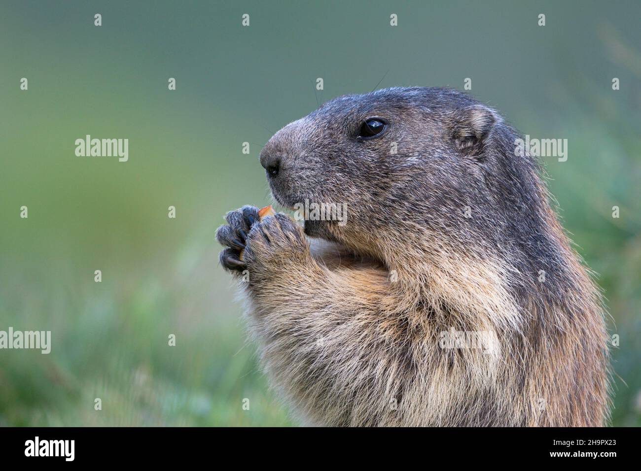 Alpine marmot (Marmota marmota), foraging, feeding, portrait, Hohe Tauern National Park ...