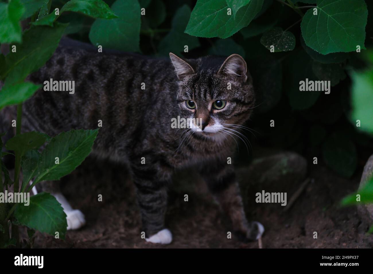 Little gray hi-res stock photography and images - Alamy