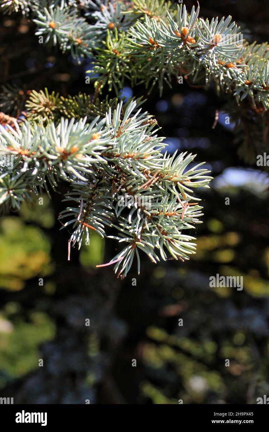 Lush green pine tree growing in the sunny meadow Stock Photo - Alamy