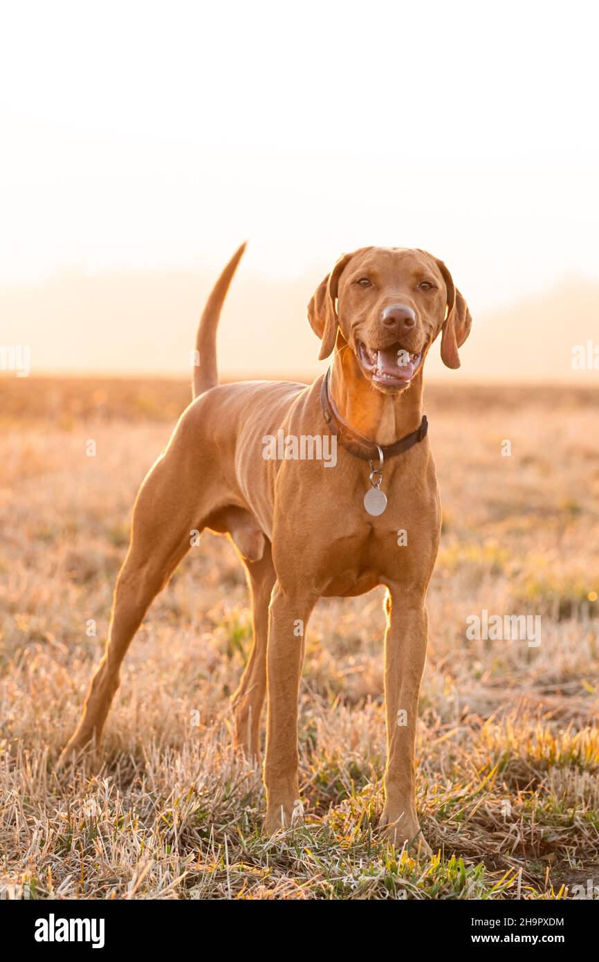 Vertical closeup of the Hungarian vizsla, pointer dog in the park Stock ...