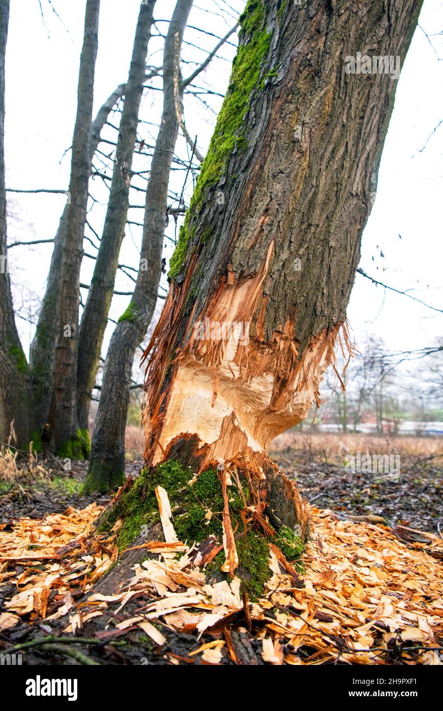 Small rodent does so much damage hi-res stock photography and images ...