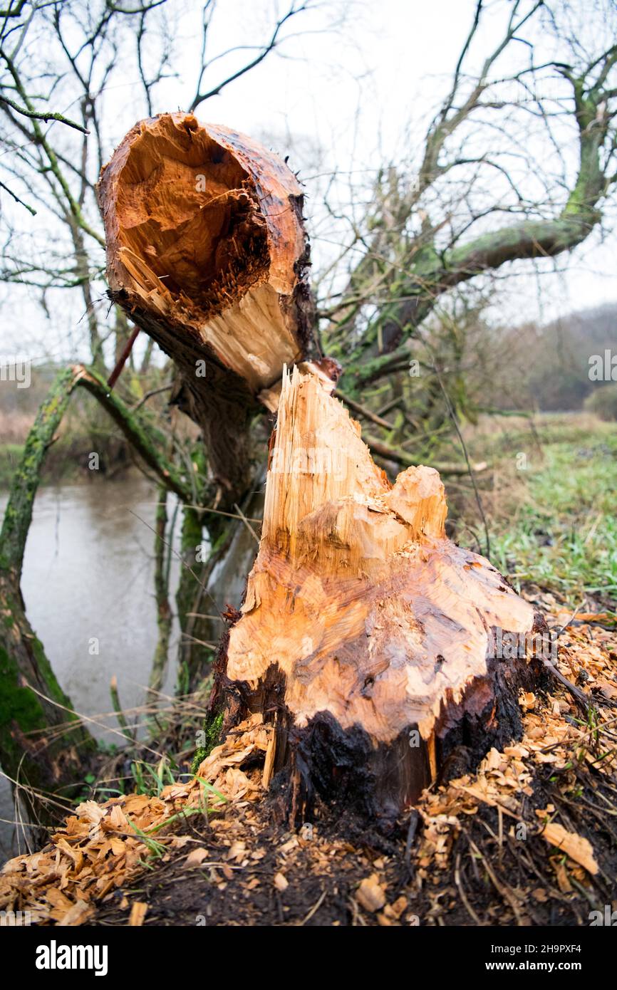 Tree stump of beaver felled tree with beaver damage or gnawing marks at ...