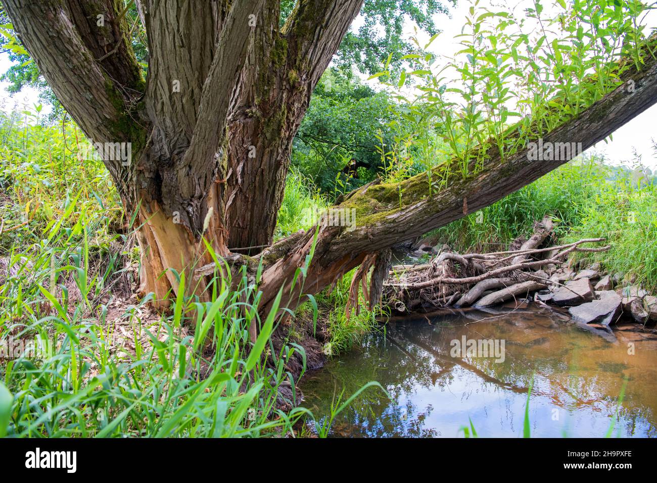 Tree with feeding marks directly at the beaver dam in sunshine, Fulda ...