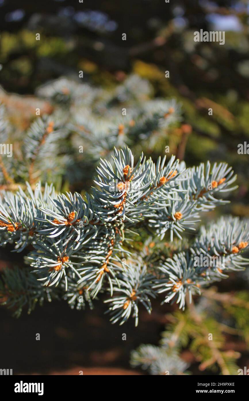 Lush green pine tree growing in the sunny meadow Stock Photo - Alamy