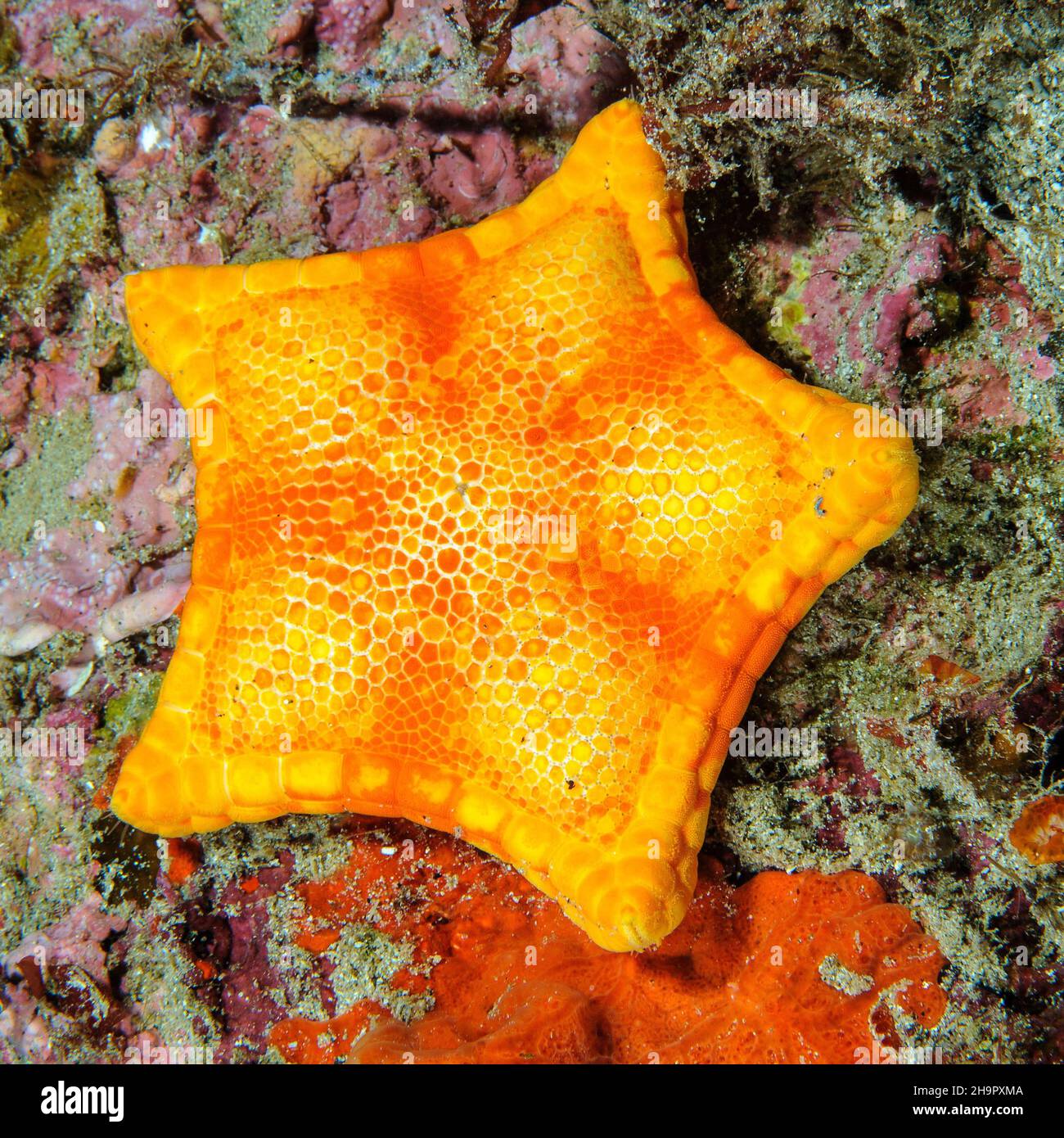 Placenta cushion starfish (Sphaerodiscus placenta), Mediterranean Sea ...