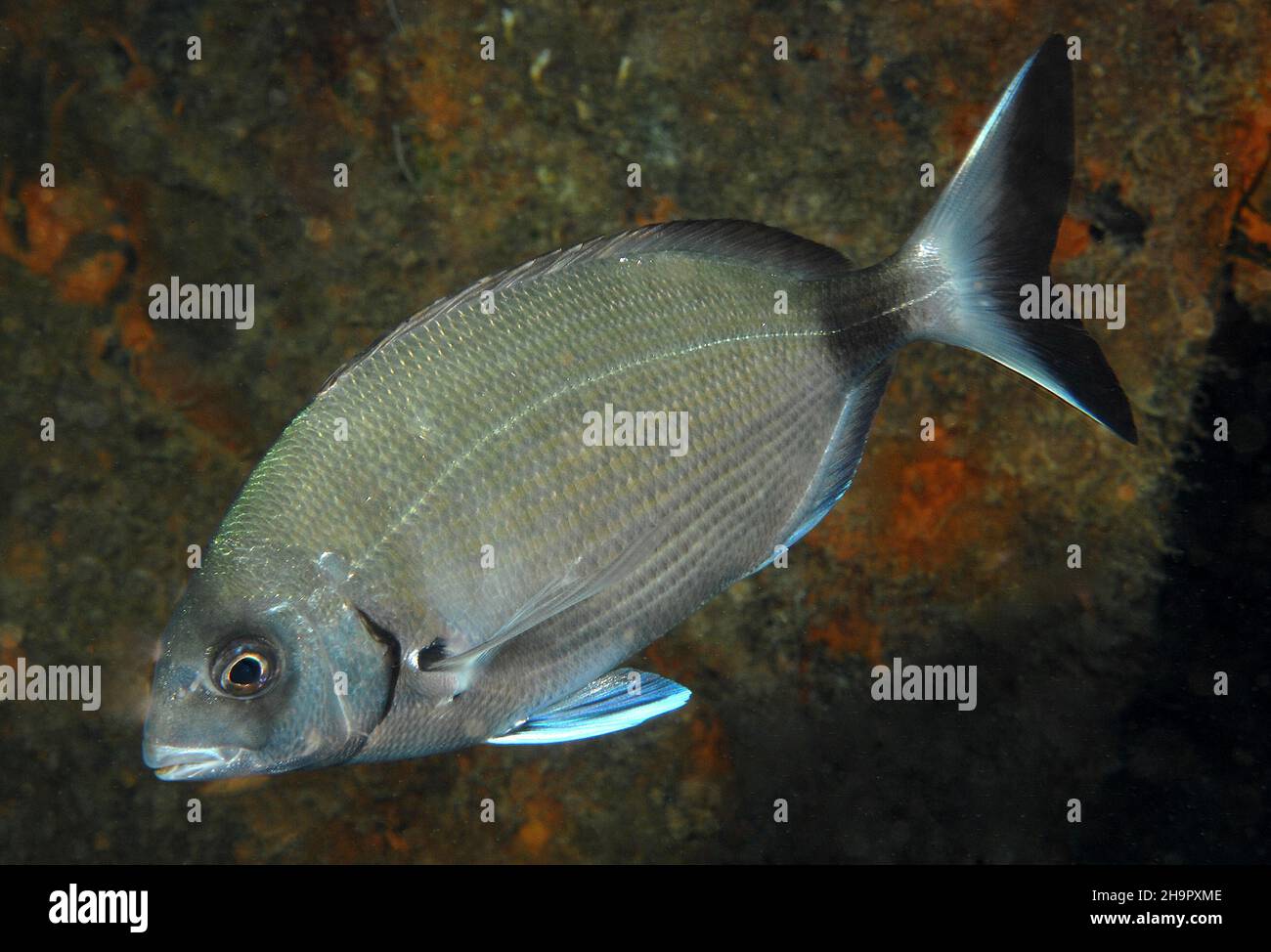 Close-up of annular seabream (Diplodus annularis), Mediterranean Sea ...