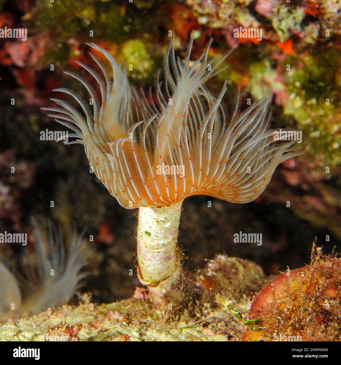 Smooth tubeworm protula tubularia hi-res stock photography and images ...