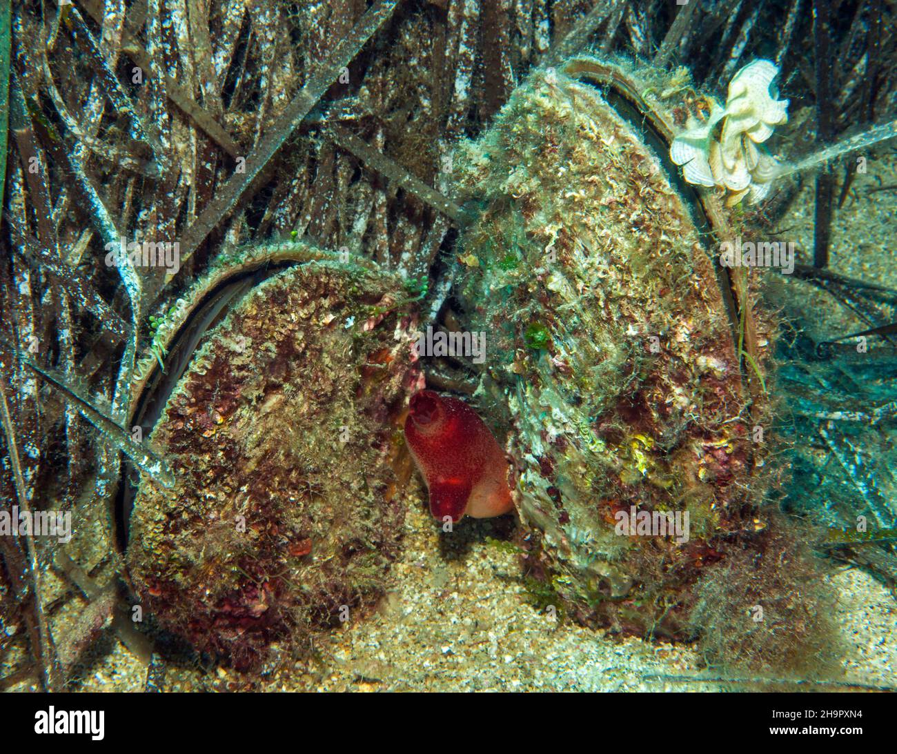 Two live specimens of (pinna nobilis), Mediterranean Sea, Giglio Island ...