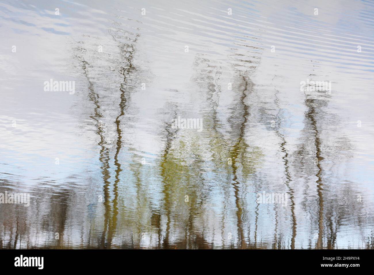 Trees reflecting on a water surface, Province of Quebec, Canada Stock ...