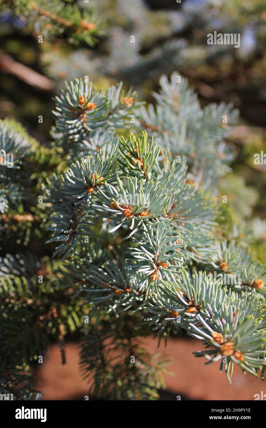 Lush green pine tree growing in the sunny meadow Stock Photo - Alamy