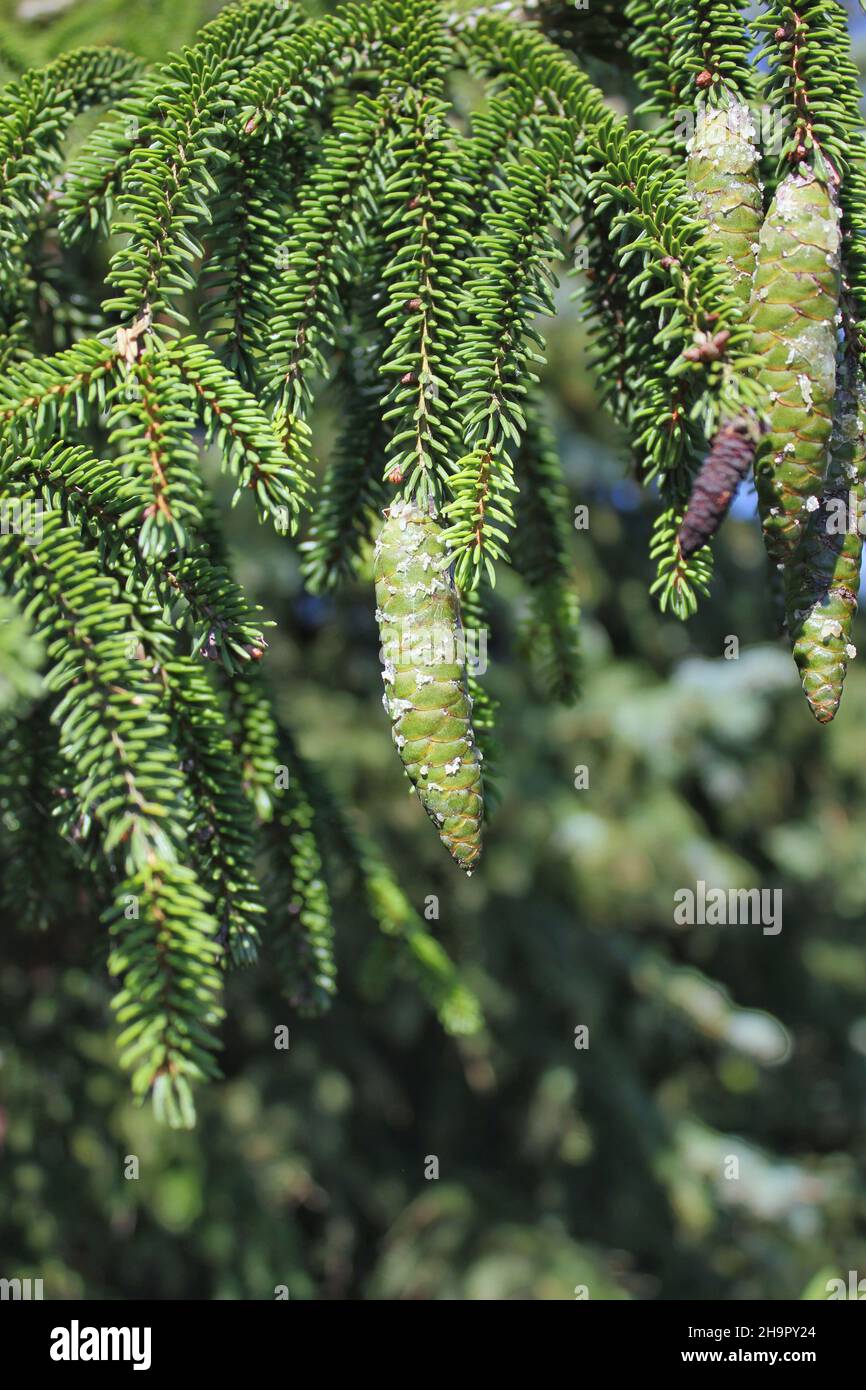 Lush green pine tree growing in the sunny meadow Stock Photo - Alamy