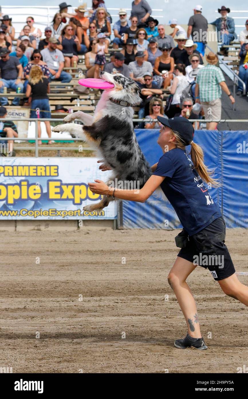 Rodeo Australian Shepherd