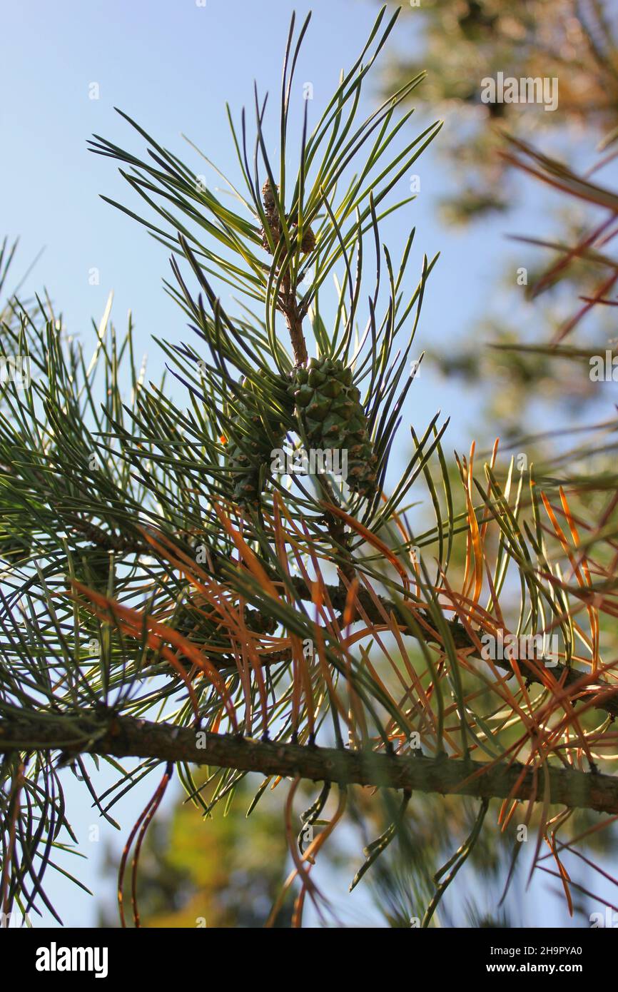 Lush green pine tree growing in the sunny meadow with cute pine cones ...