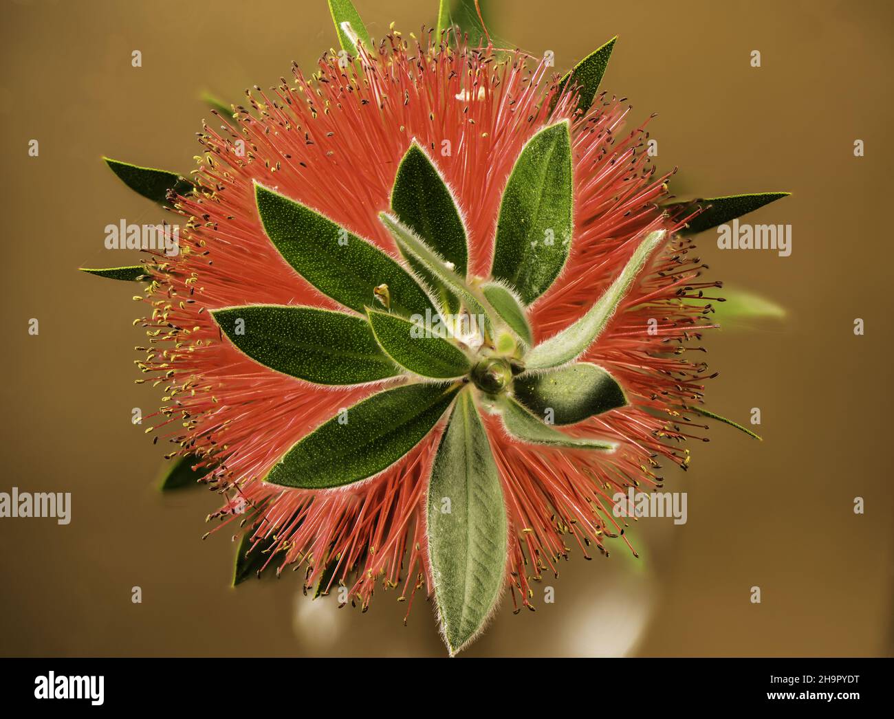 Closeup of Callistemon, also known as Bottlebrush Stock Photo - Alamy