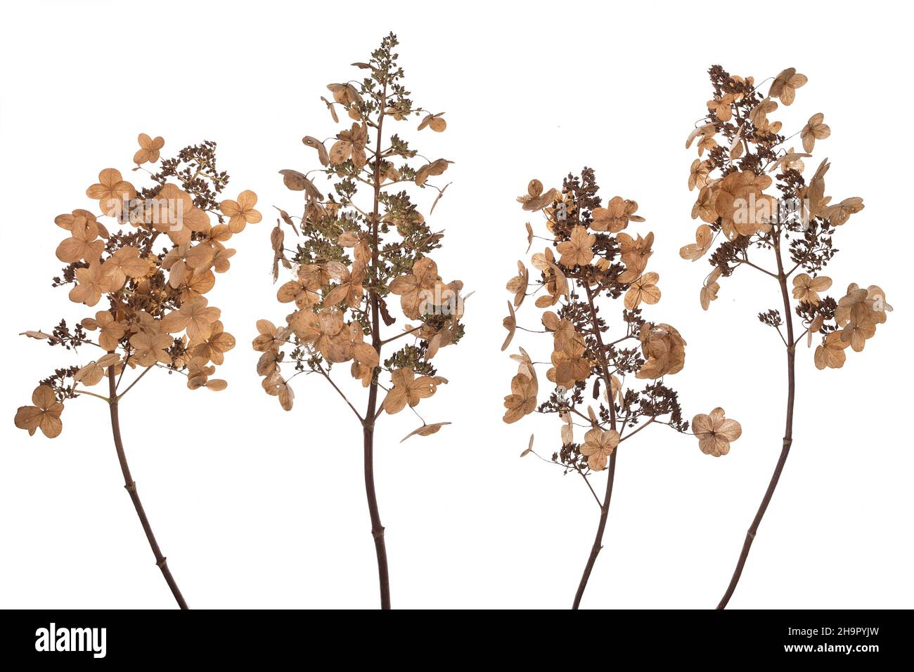 Seed head of a panicle hydrangea (Hydrangea paniculata) on a white ...