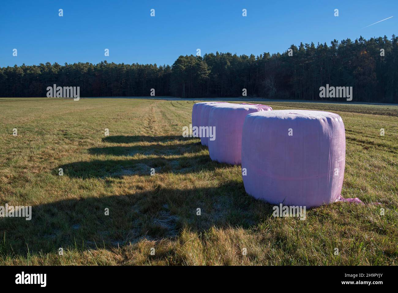 Hay bales wrapped in pink foil in the meadow, Bavaria, Germany Stock ...
