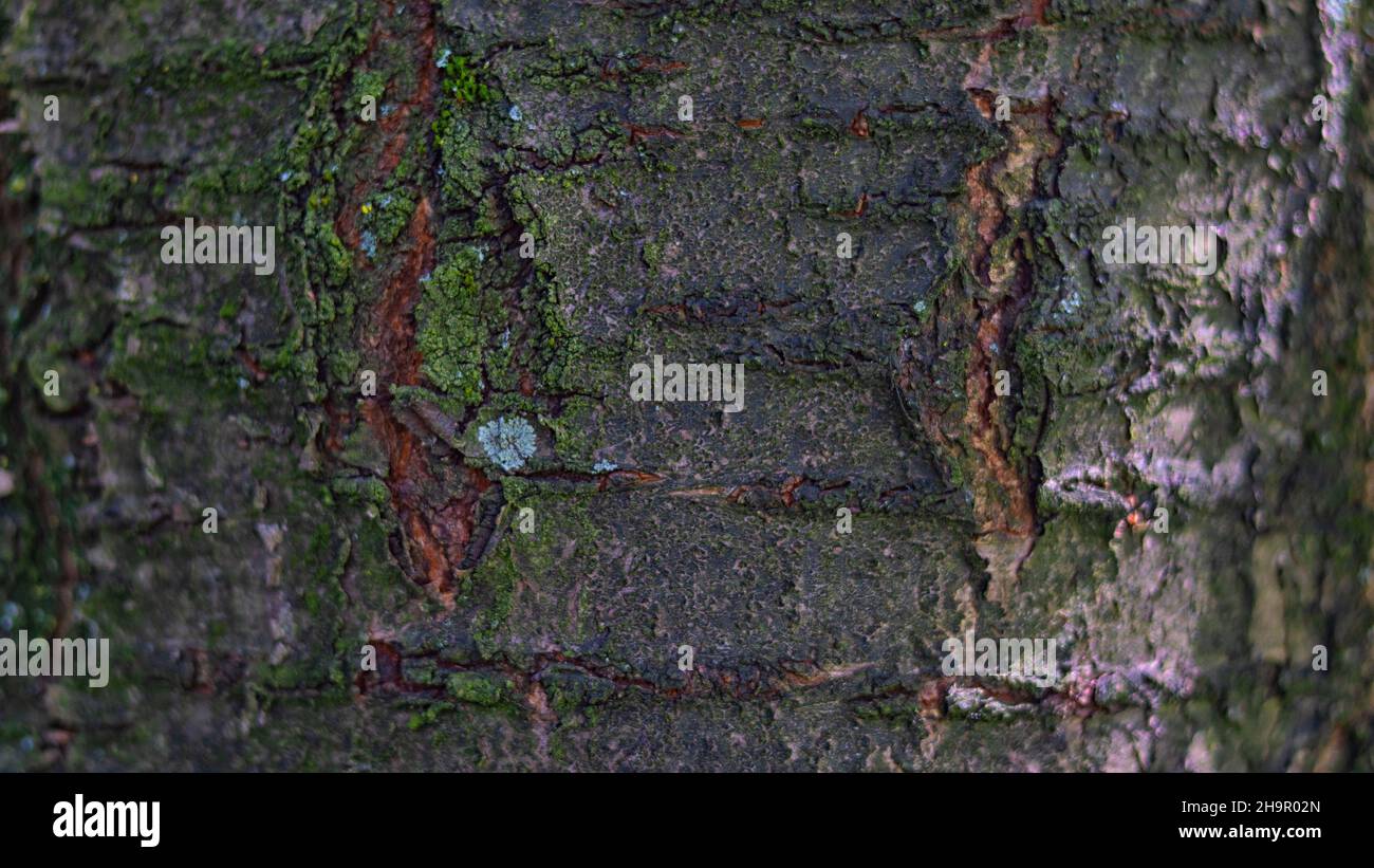 cherry tree old bark structure Stock Photo - Alamy