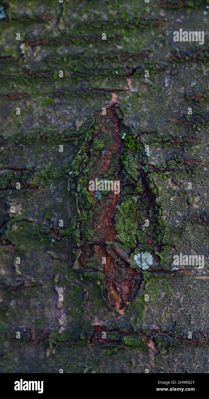 Cherry wood bark texture background hi-res stock photography and images ...