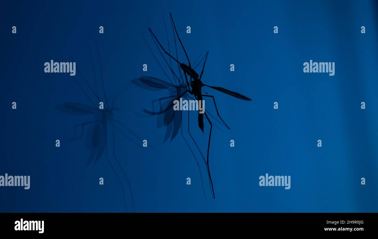 Mosquitos dengue hi-res stock photography and images - Alamy