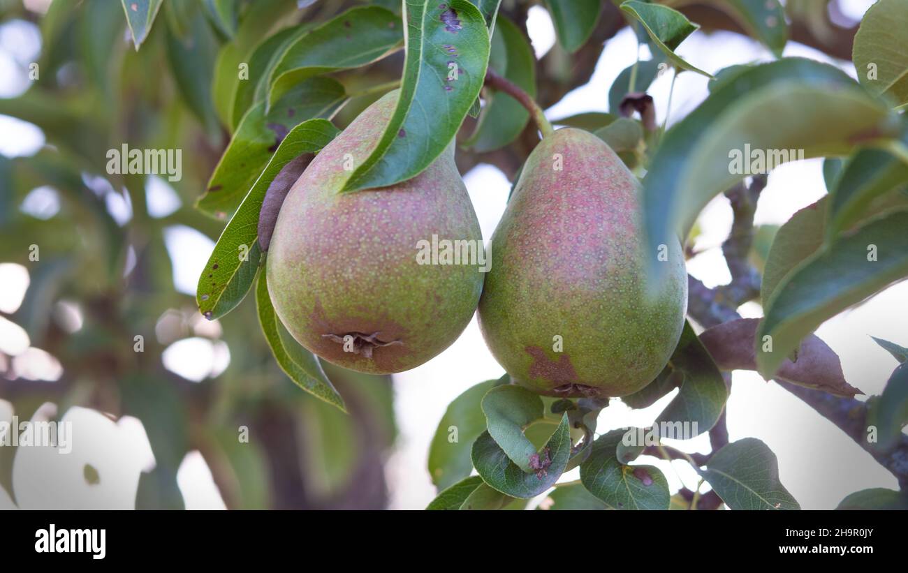 Pears hanging on a branch Stock Photo - Alamy