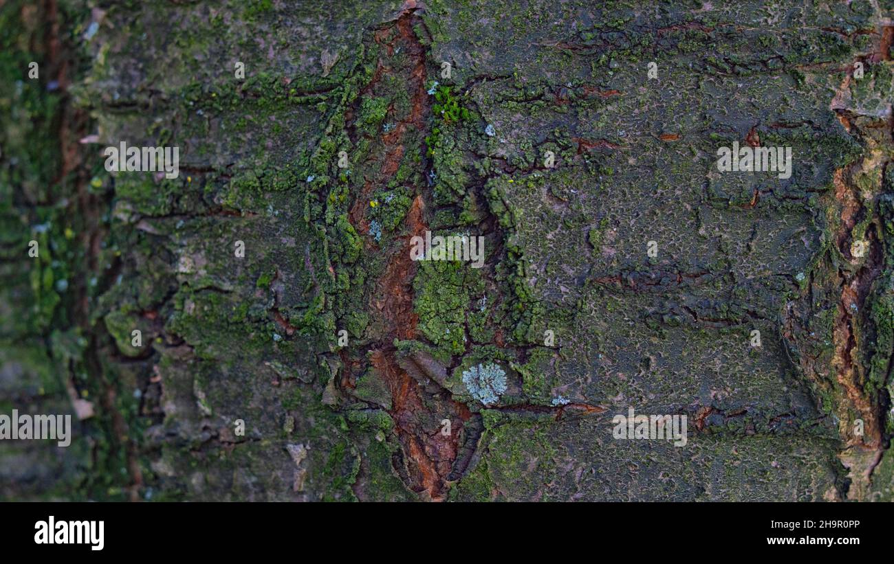 cherry tree old bark structure Stock Photo - Alamy