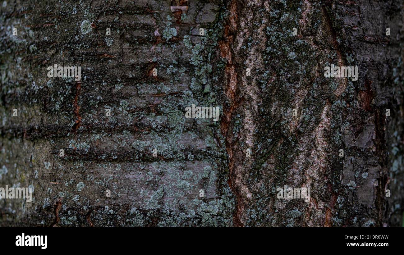 cherry tree old bark structure Stock Photo - Alamy