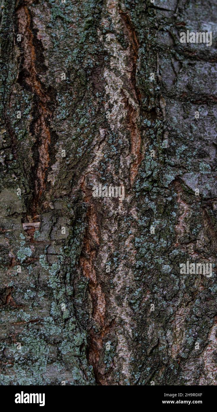 Cherry wood bark texture background hi-res stock photography and images ...