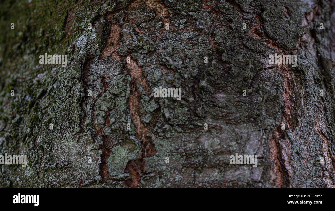 cherry tree old bark structure Stock Photo - Alamy