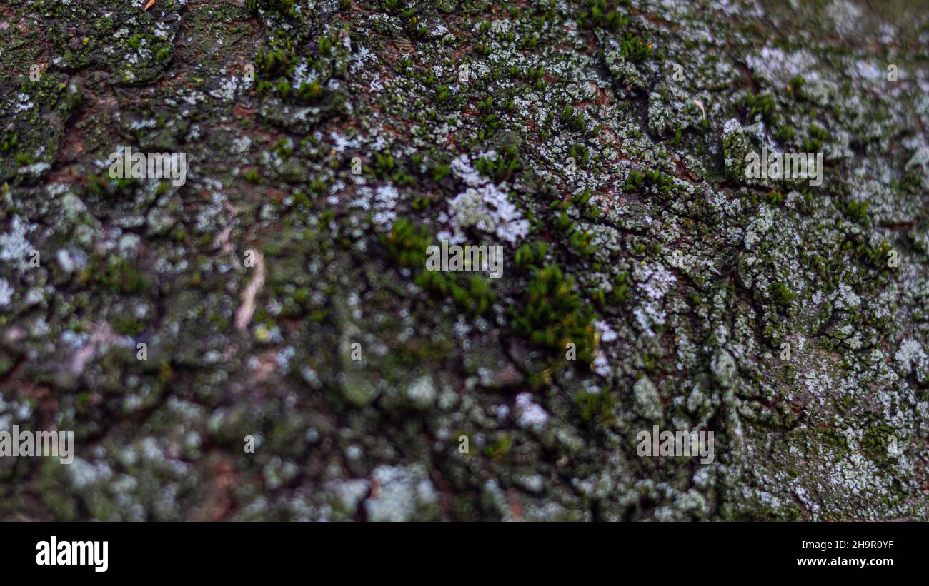 cherry tree old bark structure Stock Photo - Alamy