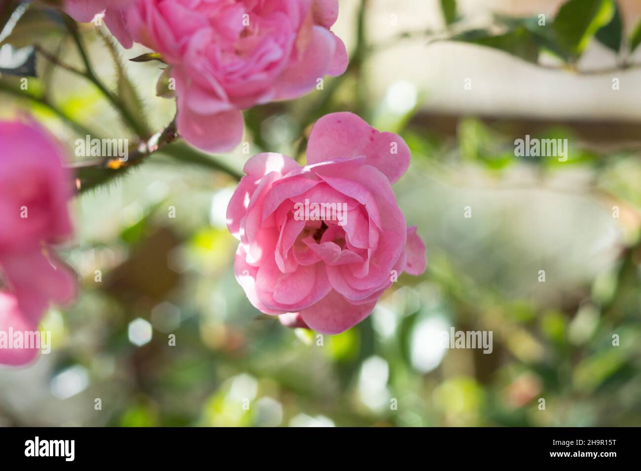 pink rose in flower patch Stock Photo - Alamy