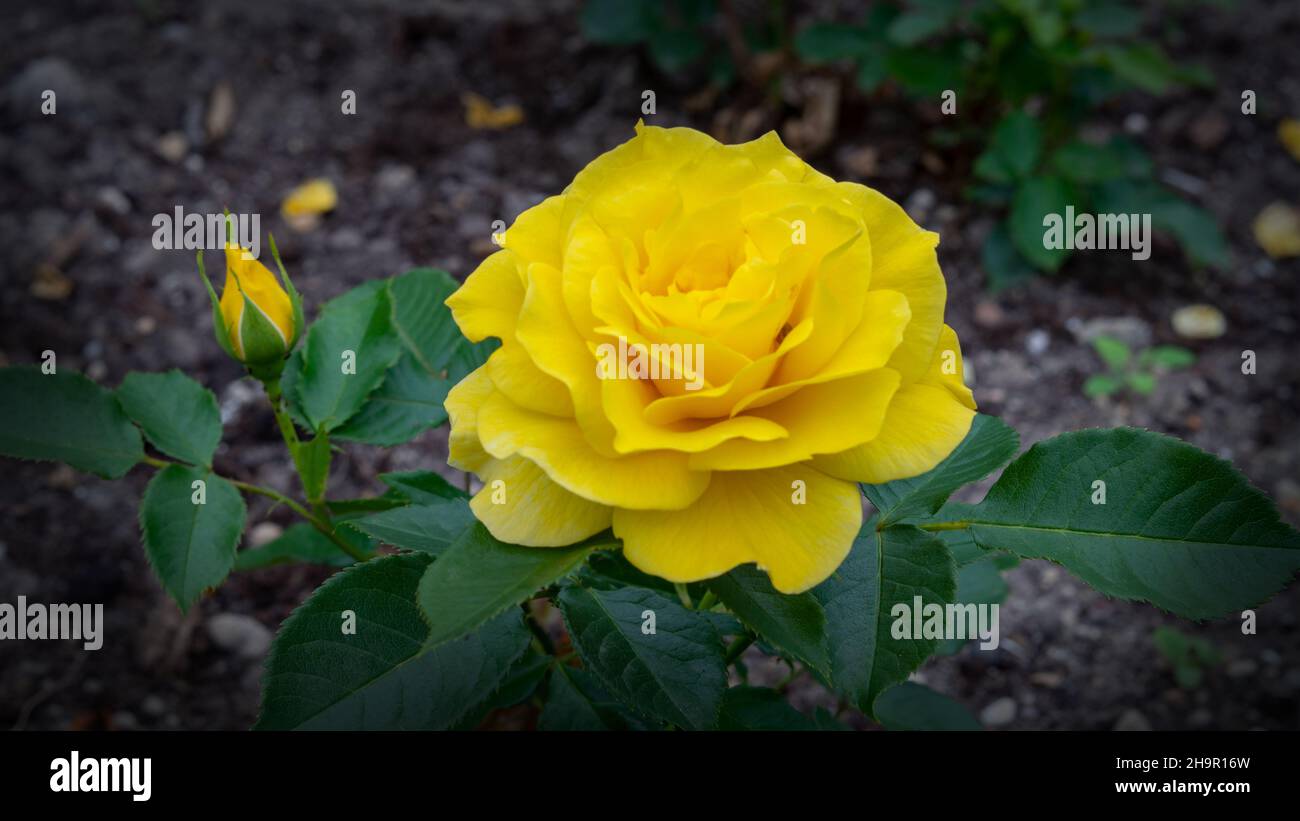 yellow rose in flower patch Stock Photo - Alamy
