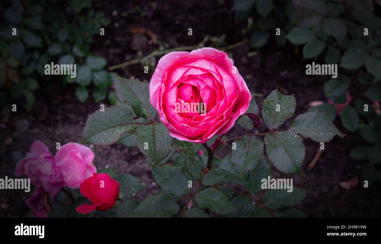 Rosy pink patch hi-res stock photography and images - Alamy