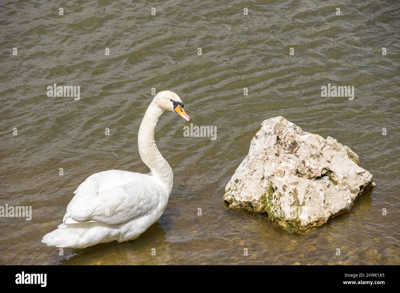 Bird observations along the water, using the example of a Mute Swan in ...