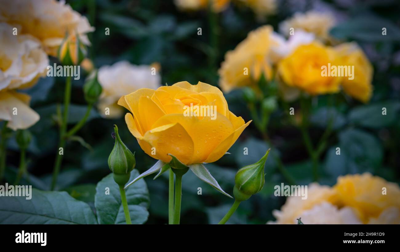 yellow rose in flower patch Stock Photo - Alamy