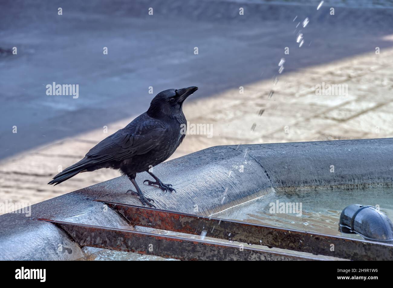 Crow drinking water hi-res stock photography and images - Alamy