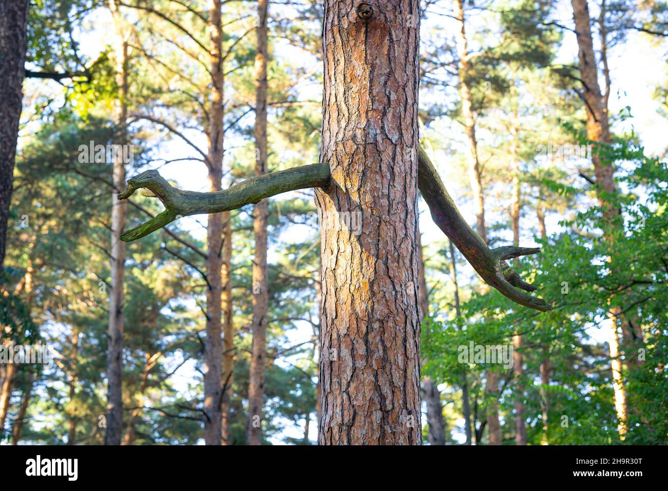 Tree trunk with branches looking like hands with fingers. Forest spirit ...