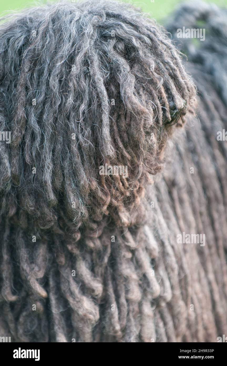 Puli fur at dog show Stock Photo - Alamy