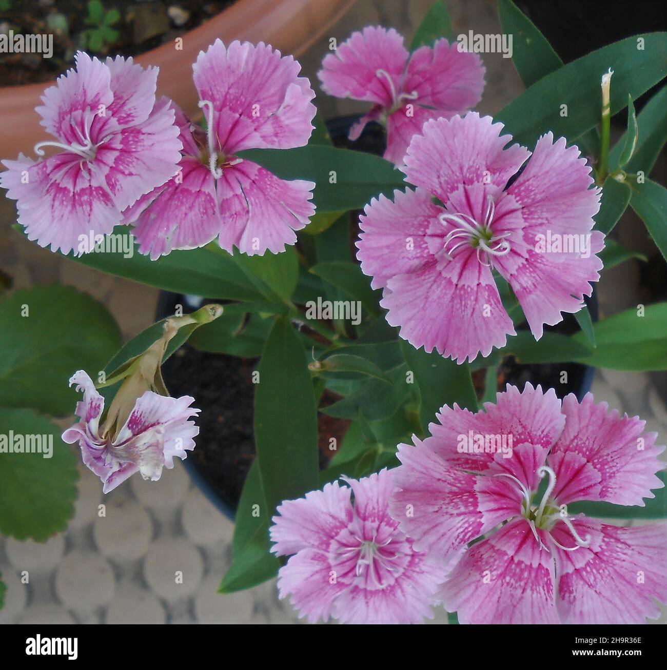 Close-up shot of a beautiful bunch of sweet William flowers Stock Photo ...