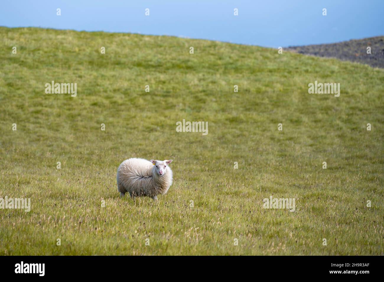 Individual sheep hi-res stock photography and images - Alamy