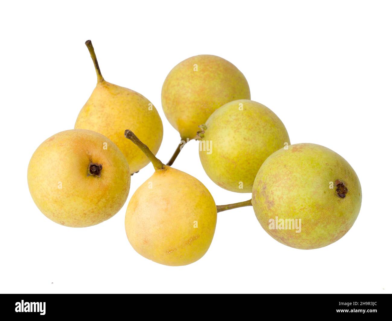 Pear variety Sugar pear, cutout Stock Photo - Alamy