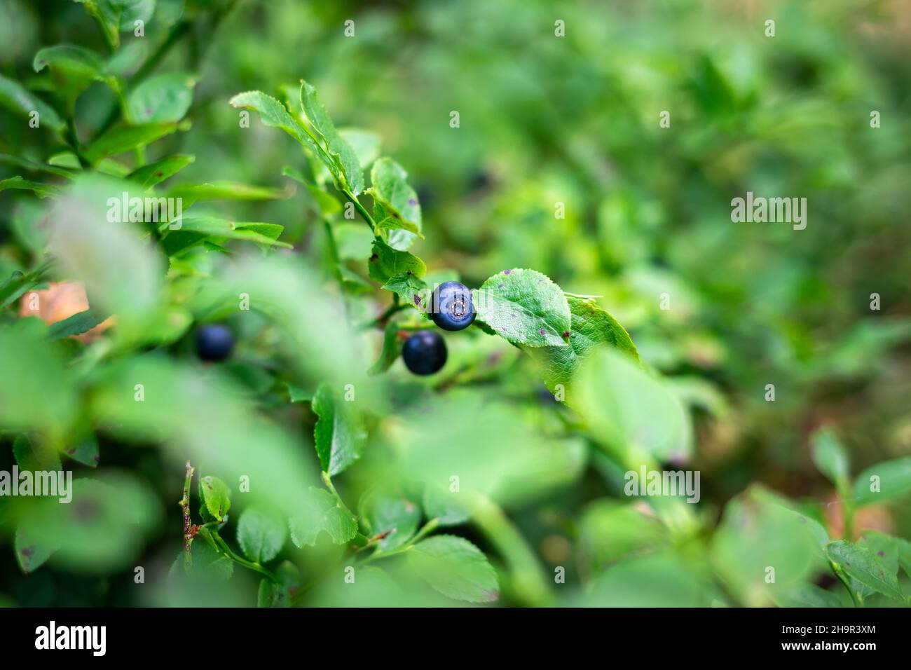 Blueberry bush in forest. Organic berry fruit. Sweet food from woodland ...