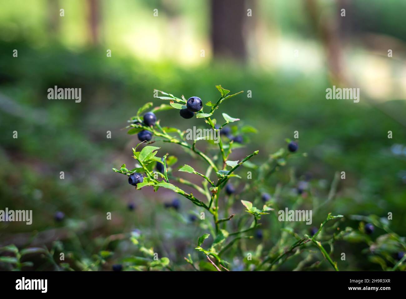 Blueberry bush in forest. Organic berry fruit. Sweet food from woodland ...