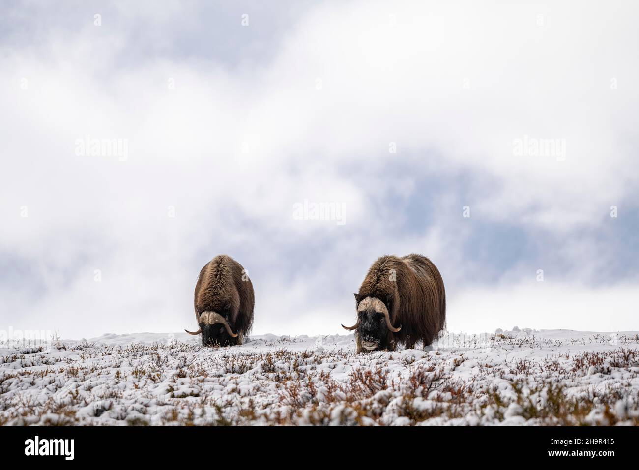 Musk ox (Ovibos moschatus), Two bulls in freshly snow-covered tundra ...