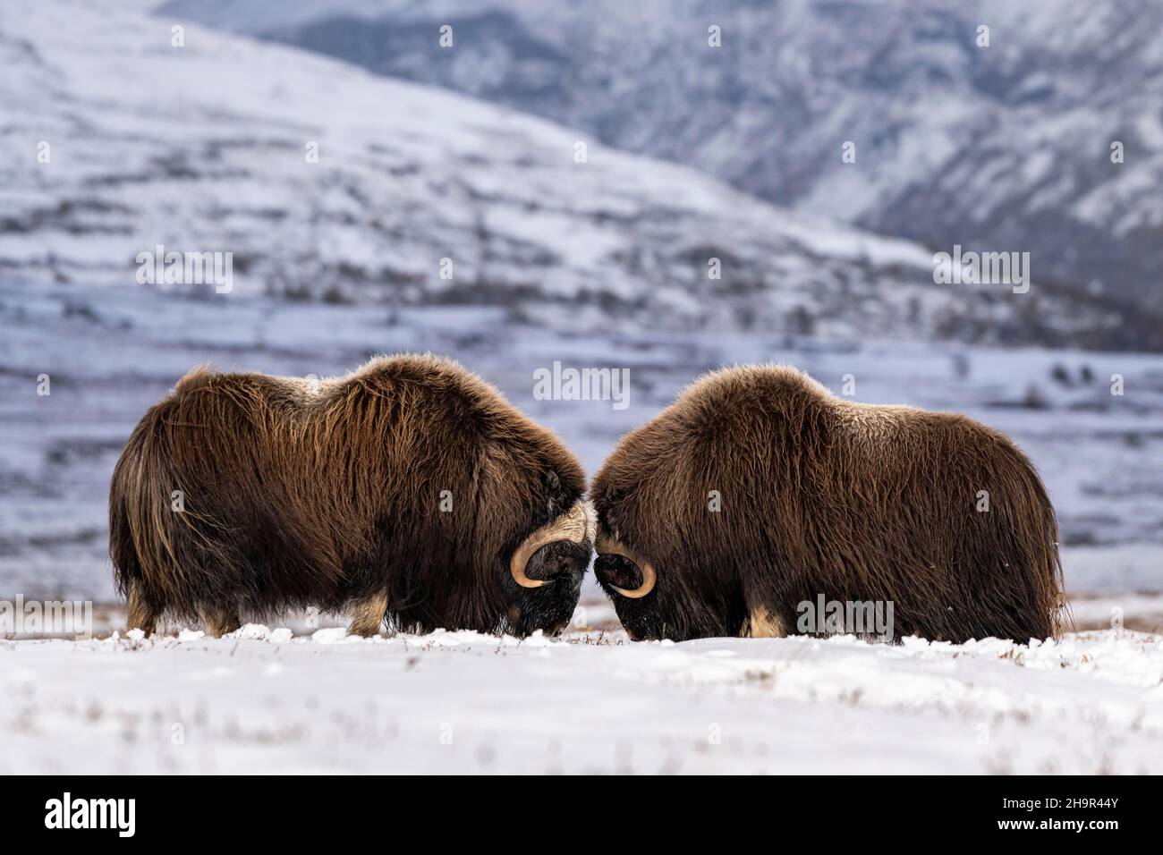 Musk ox (Ovibos moschatus), Two bulls in freshly snow-covered tundra ...