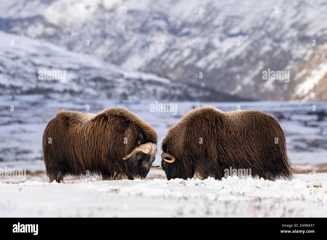 Musk ox (Ovibos moschatus), Two bulls in freshly snow-covered tundra ...